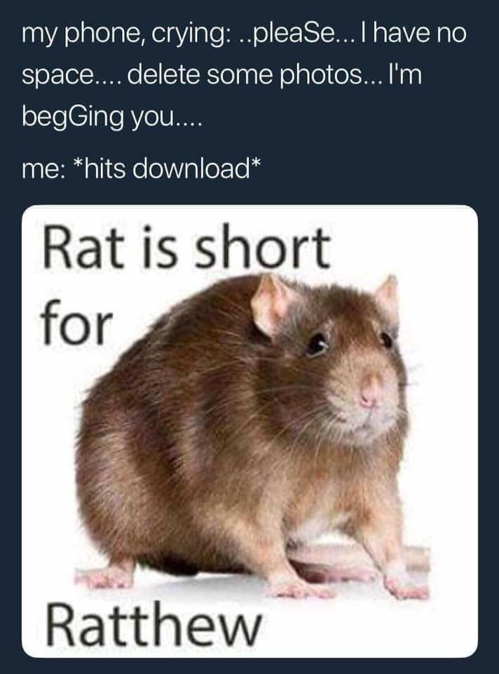 34 Weird Rat Memes That Only A Dirty Little Rodent Will Like