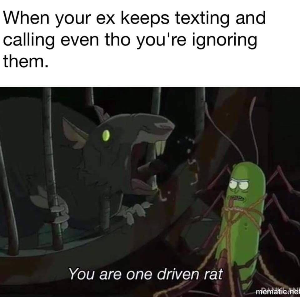 34 Weird Rat Memes That Only A Dirty Little Rodent Will Like