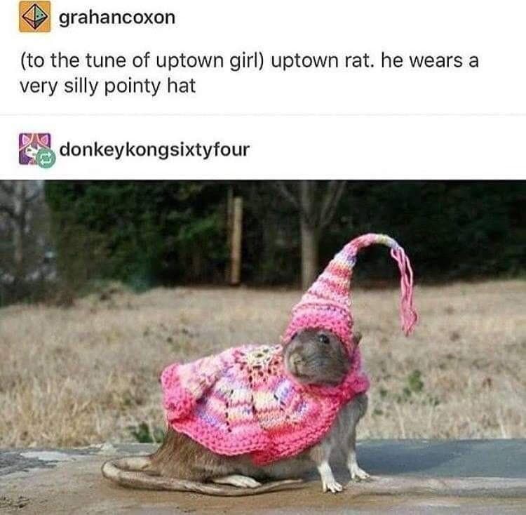 34 Weird Rat Memes That Only A Dirty Little Rodent Will Like