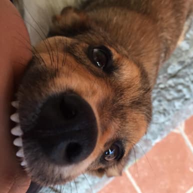 27 Adorable Pictures Of Dogs Showing Their Teeth