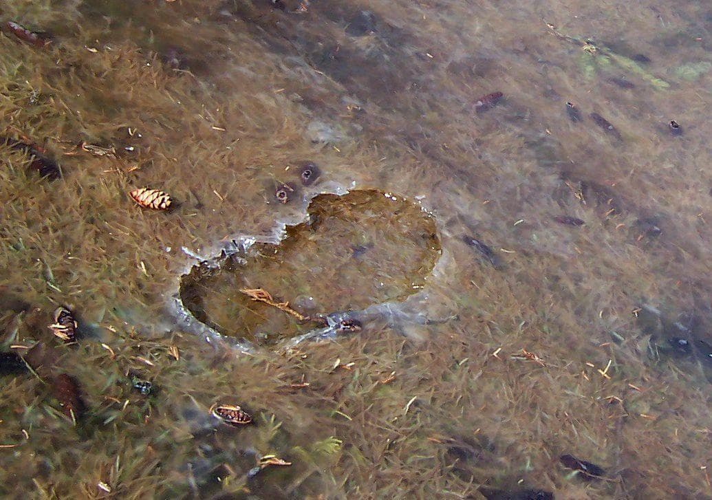 The Ohio Grassman Legend Tells Of The Sociable Buckeye Bigfoot