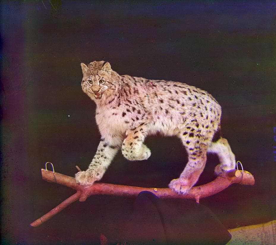 These Gorgeous, Century-Old Color Photos Captured Imperial Russia In ...