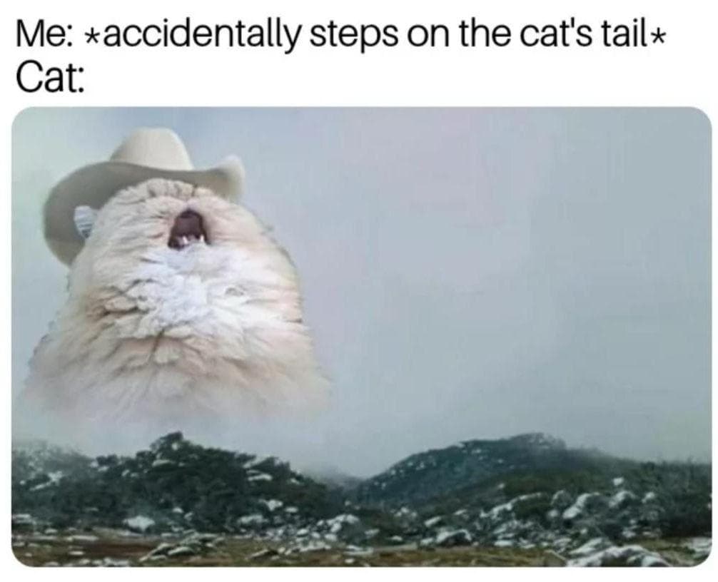 40 Random Cat Memes For Cat Lovers