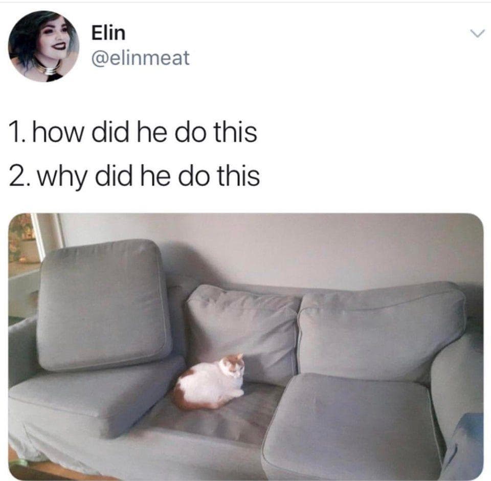 40 Random Cat Memes For Cat Lovers