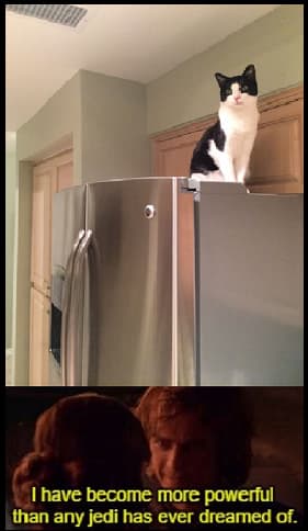 40 Random Cat Memes For Cat Lovers