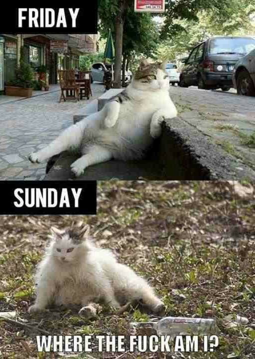 26 Memes About Being Hungover That Almost Everyone Can Unfortunately ...