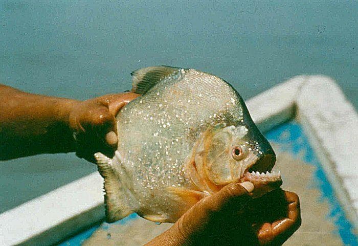 Prehistoric Super-Piranha: About The Giant Fish That Bit With 1K Pounds ...
