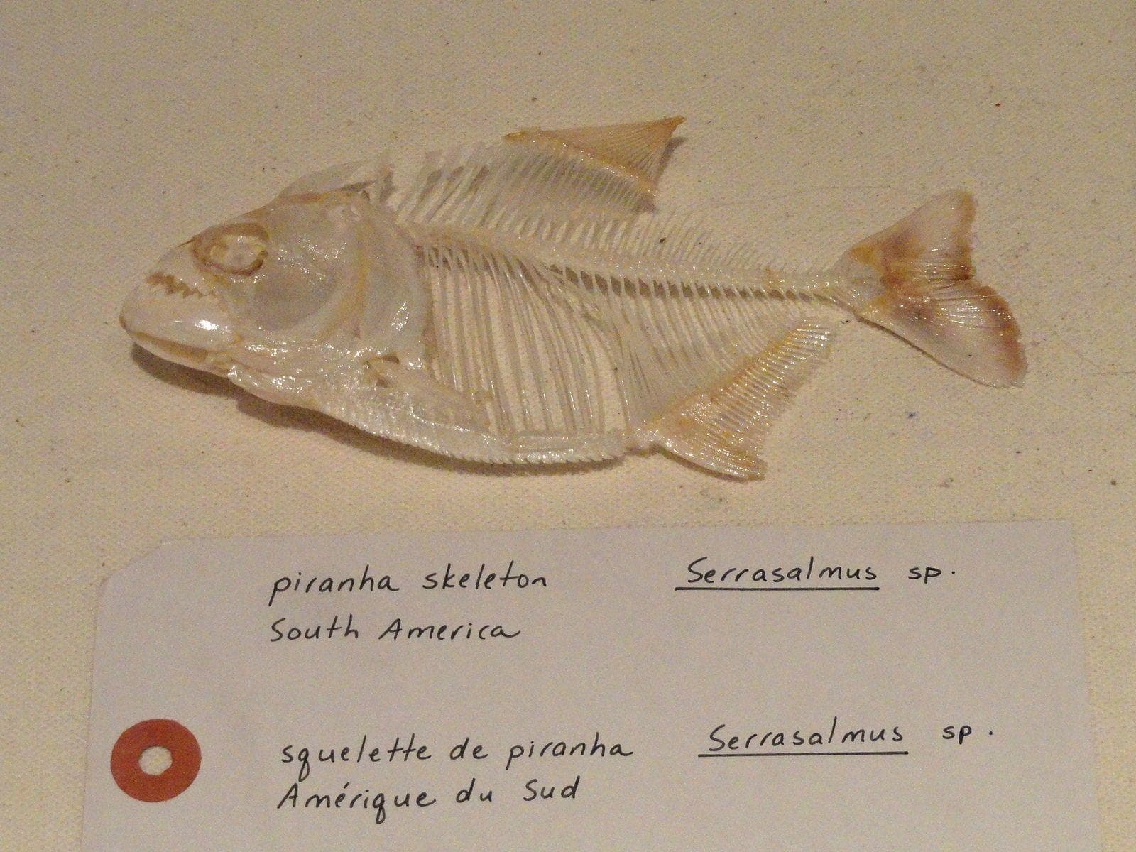 Prehistoric Super-Piranha: About The Giant Fish That Bit With 1K Pounds ...