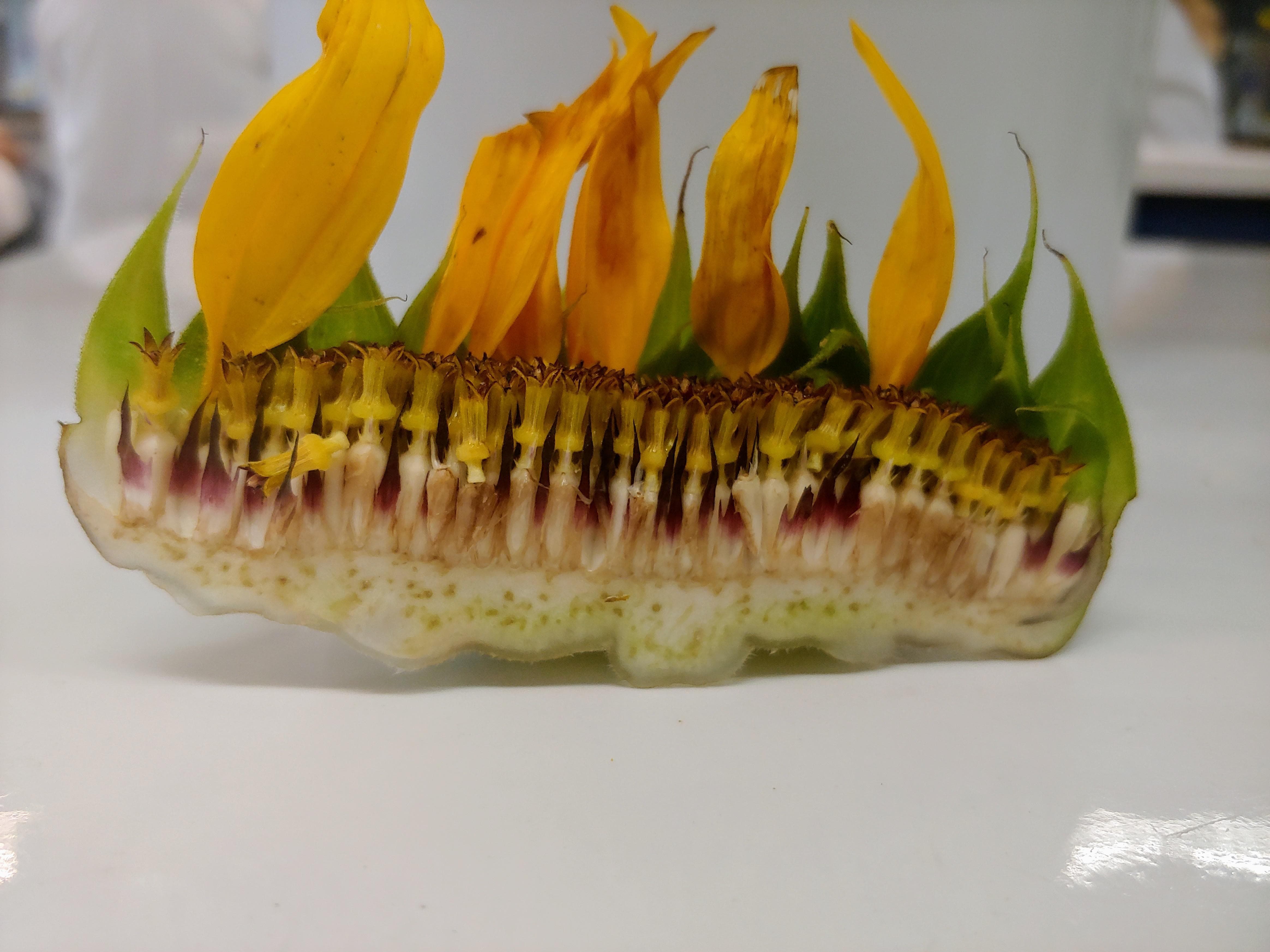 21 Interesting Photos Of Naturally Occurring Objects Cut In Half