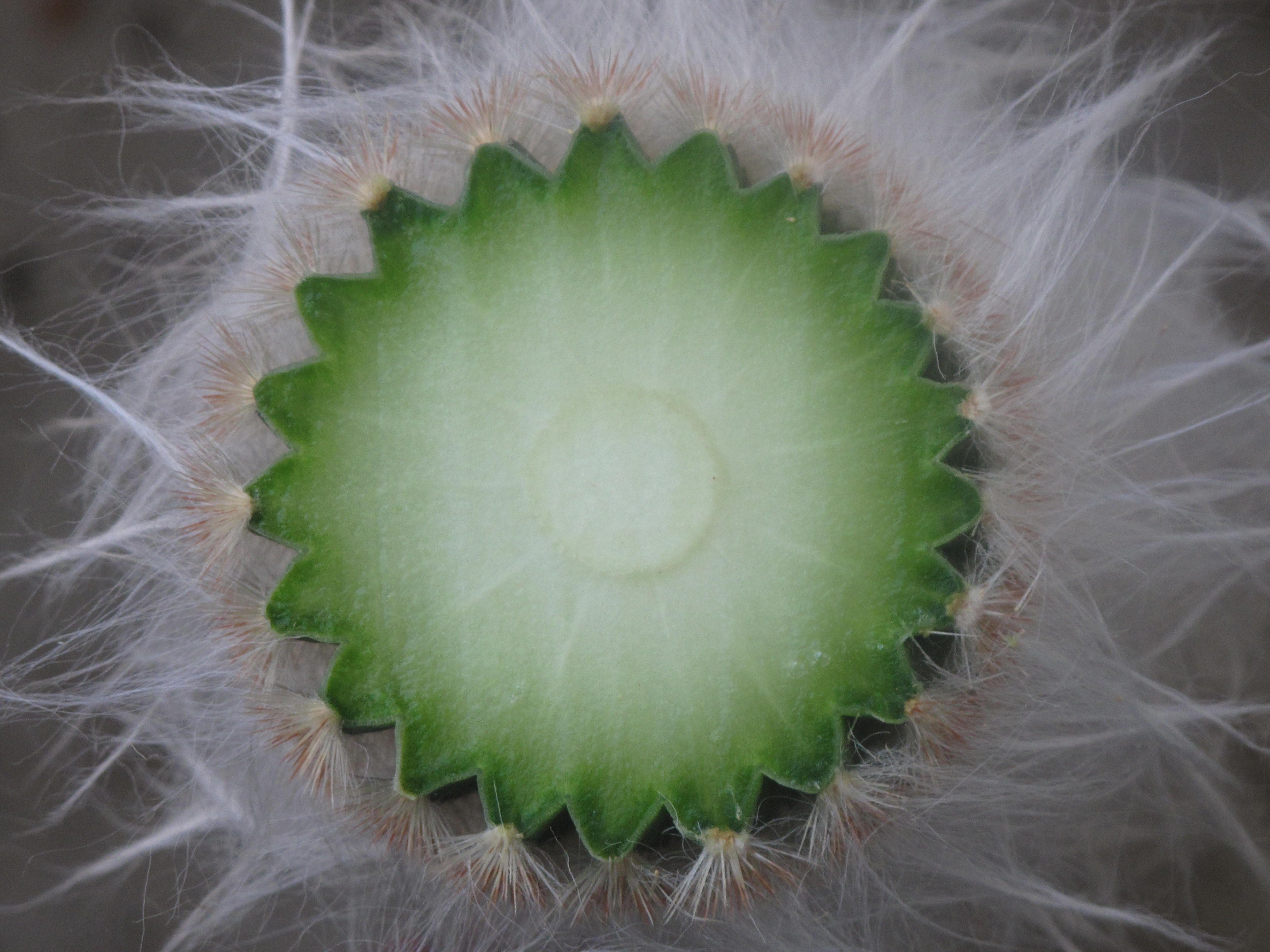 21 Interesting Photos Of Naturally Occurring Objects Cut In Half