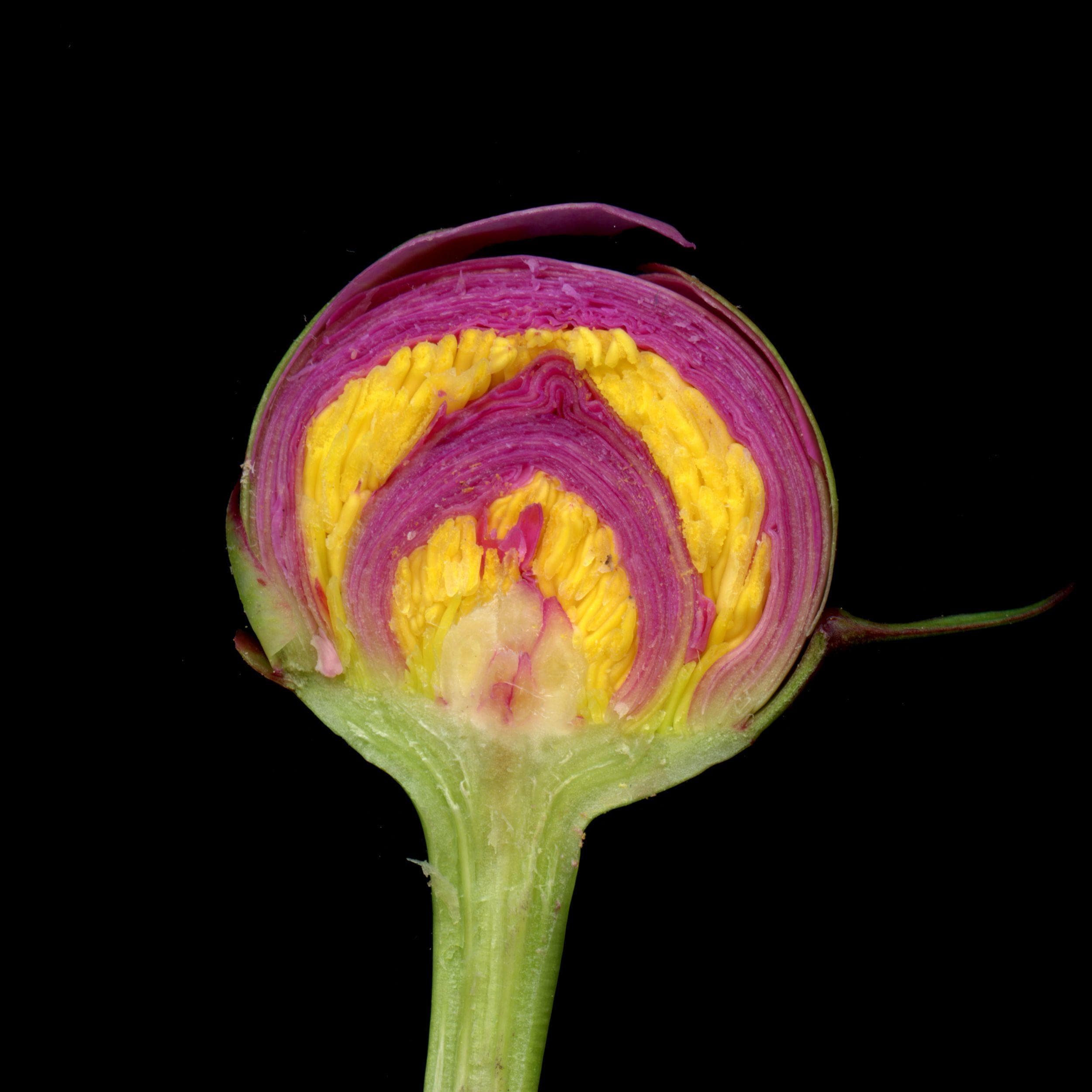 21 Interesting Photos Of Naturally Occurring Objects Cut In Half