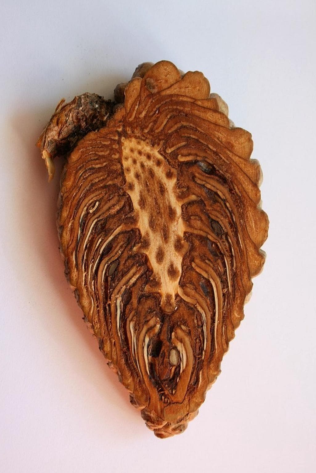 21 Interesting Photos Of Naturally Occurring Objects Cut In Half