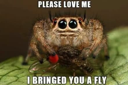 20 Friendly Spider Memes That Made Us Feel Way Too Guilty