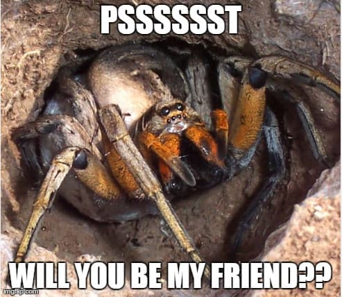 20 Friendly Spider Memes That Made Us Feel Way Too Guilty