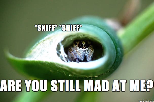 20 Friendly Spider Memes That Made Us Feel Way Too Guilty