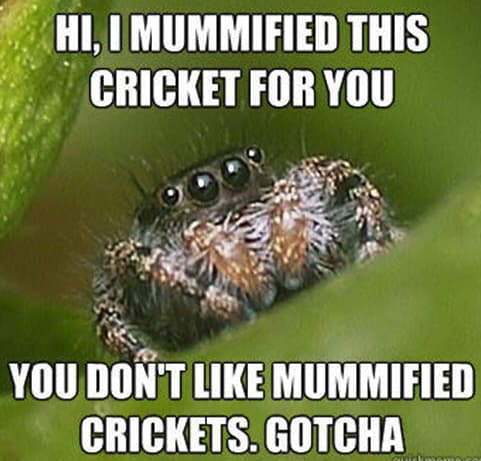 Spider Joke Memes