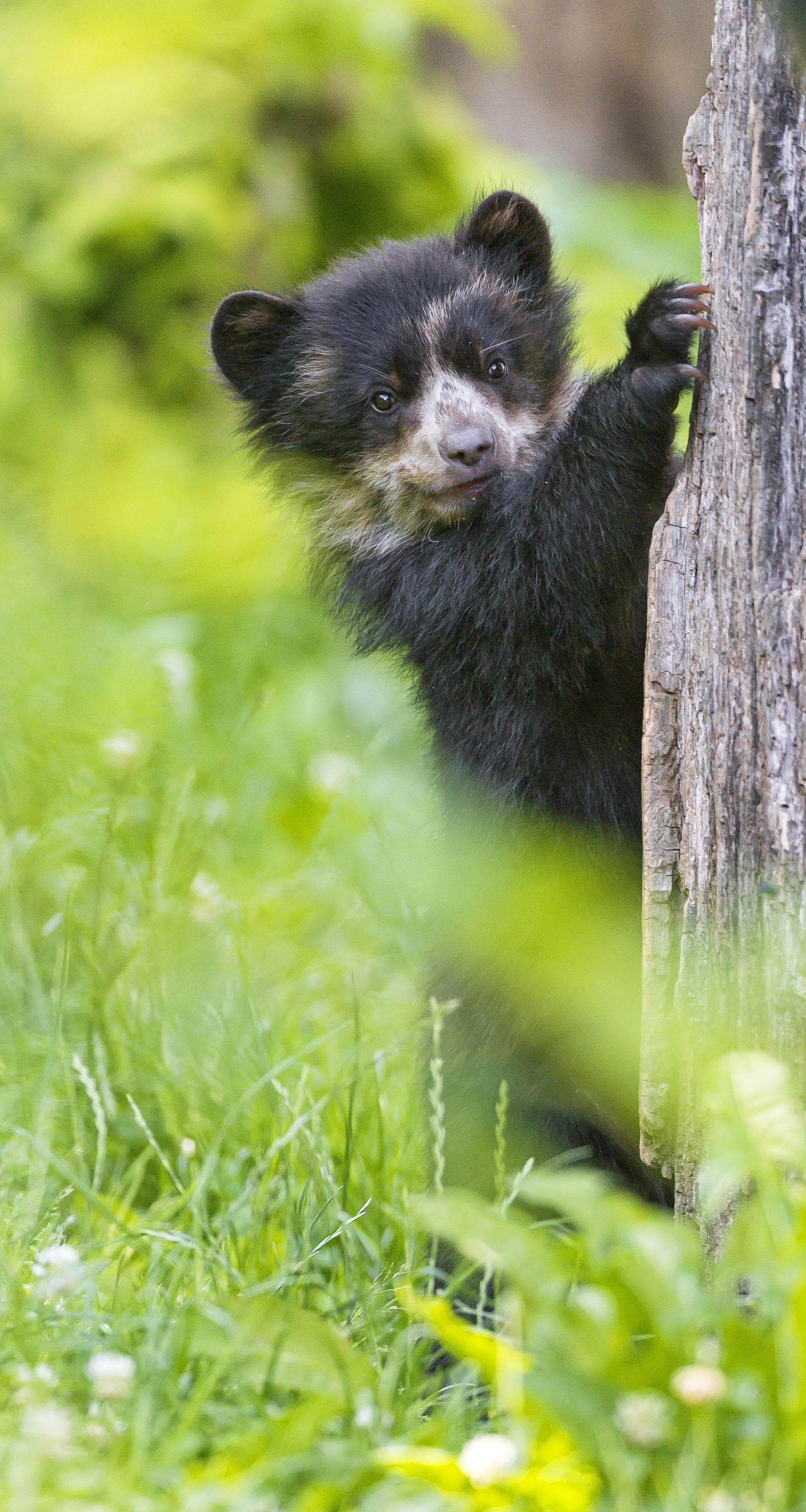 Bear Cubs Cute Enough To Risk A Mama Bear's Wrath