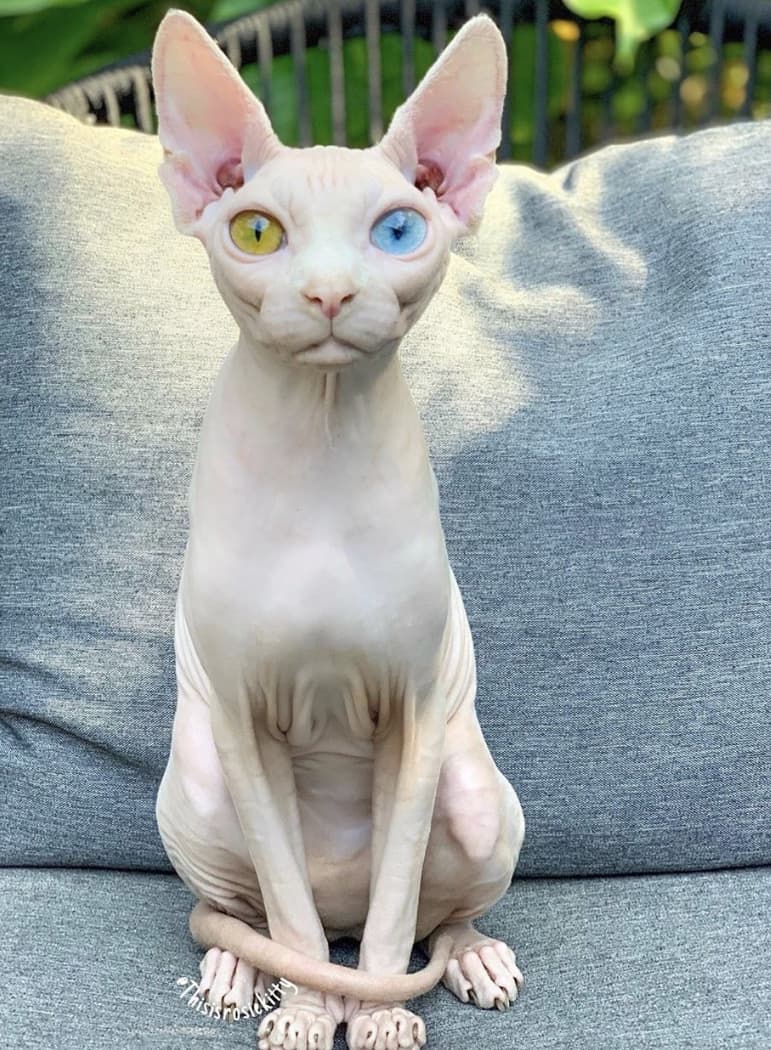 Photos That Prove Sphynx Are The Cuddliest Of All Cats