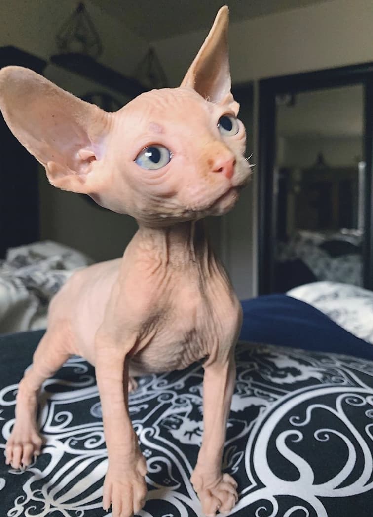 Photos That Prove Sphynx Are The Cuddliest Of All Cats