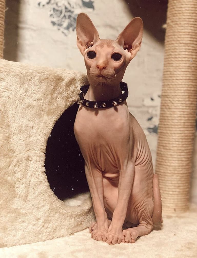 Photos That Prove Sphynx Are The Cuddliest Of All Cats