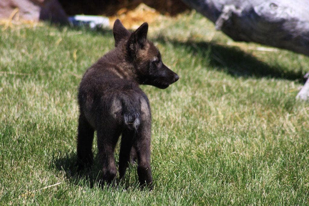 Adorable Baby Versions Of Terrifying Animals