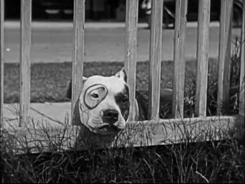 The Saddest Fates Of Our Favorite Movie And TV Animals