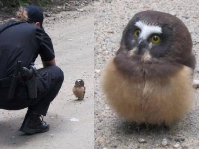 15 Funny Pictures Of Owls That Prove They Are One Of Nature's Weirdest ...