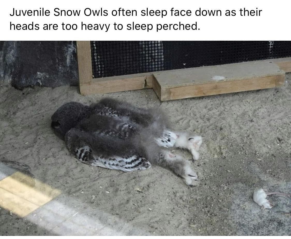 15 Funny Pictures Of Owls That Prove They Are One Of Nature's Weirdest ...