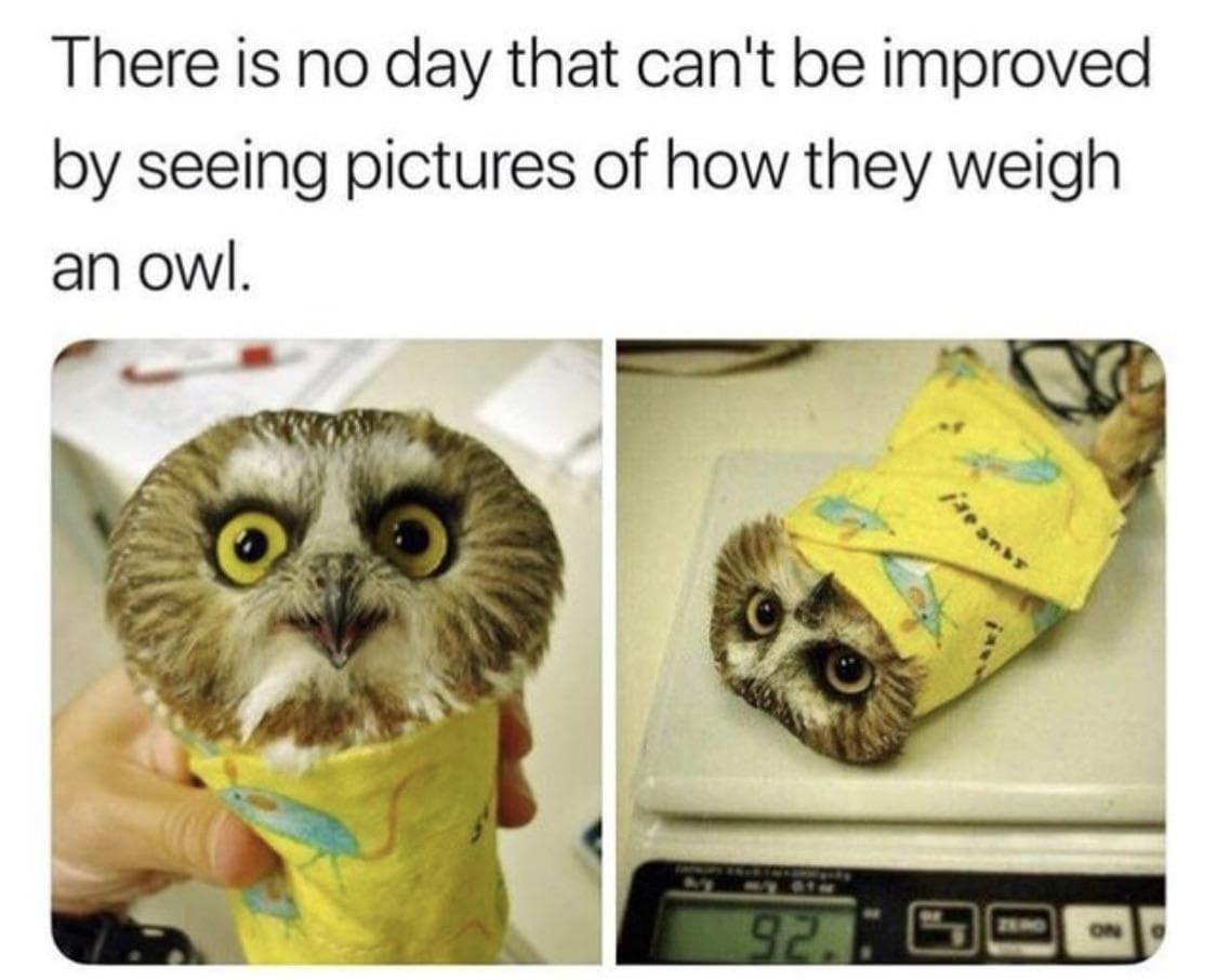 15 Funny Pictures Of Owls That Prove They Are One Of Nature's Weirdest ...