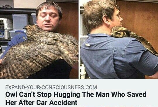 15 Funny Pictures Of Owls That Prove They Are One Of Nature's Weirdest ...