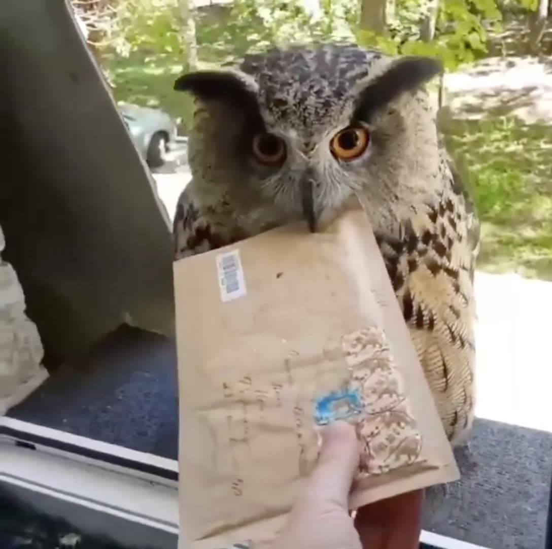 15 Funny Pictures Of Owls That Prove They Are One Of Nature's Weirdest ...