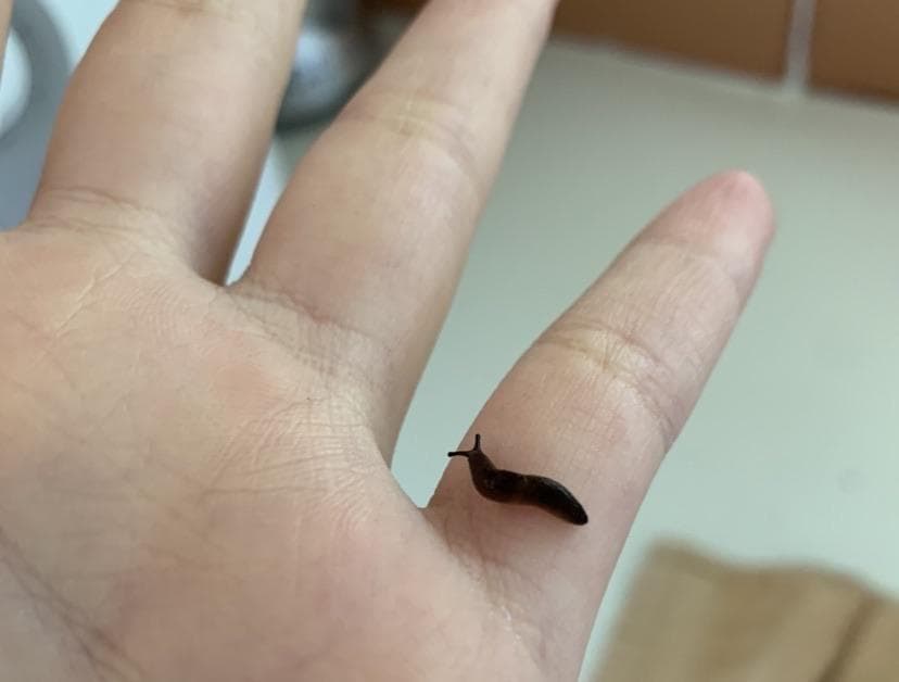 Random Baby Animals For All Stressed People That Need Something Cute To ...