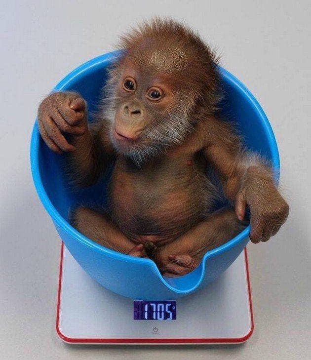 Random Baby Animals For All Stressed People That Need Something Cute To ...