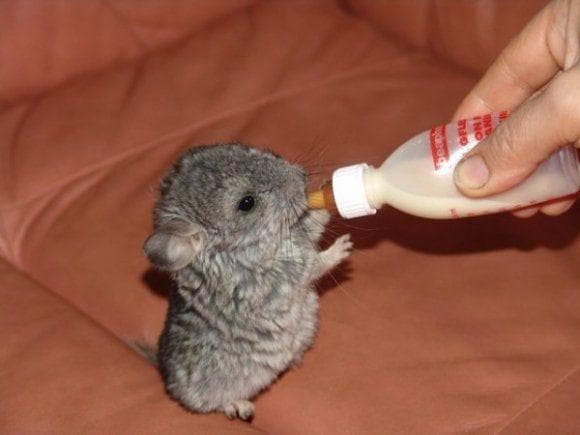 Random Baby Animals For All Stressed People That Need Something Cute To ...