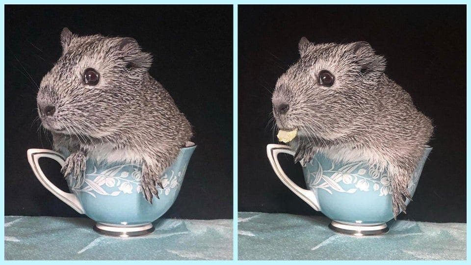 Random Baby Animals For All Stressed People That Need Something Cute To ...