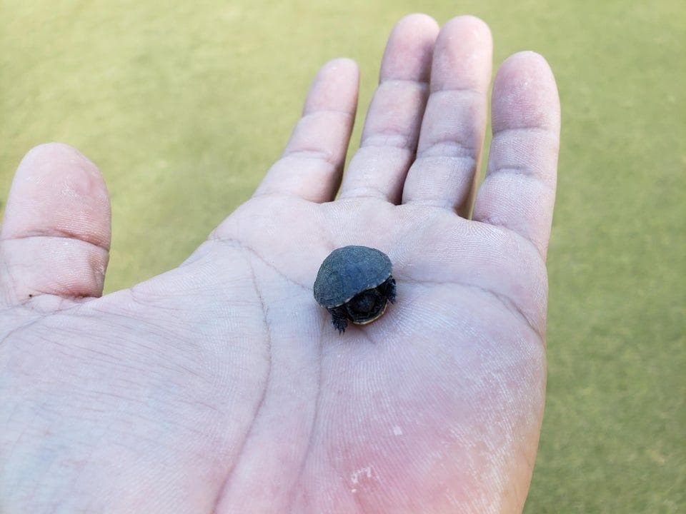 Random Baby Animals For All Stressed People That Need Something Cute To ...