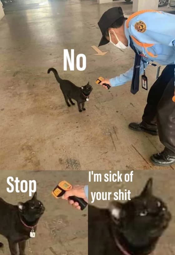 28 Random Cat Memes That May Provide The Perfect Distraction We All ...