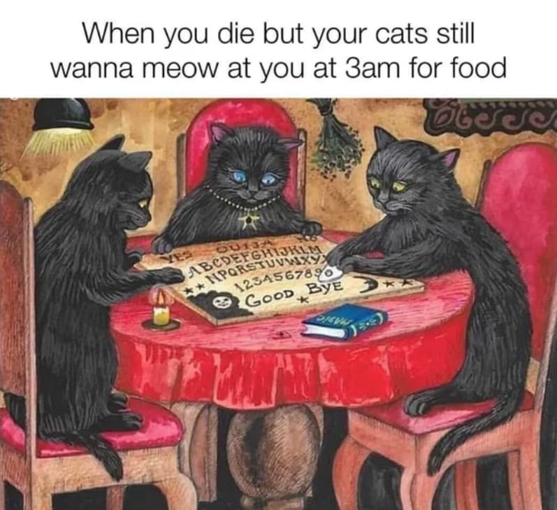 28 Random Cat Memes That May Provide The Perfect Distraction We All ...