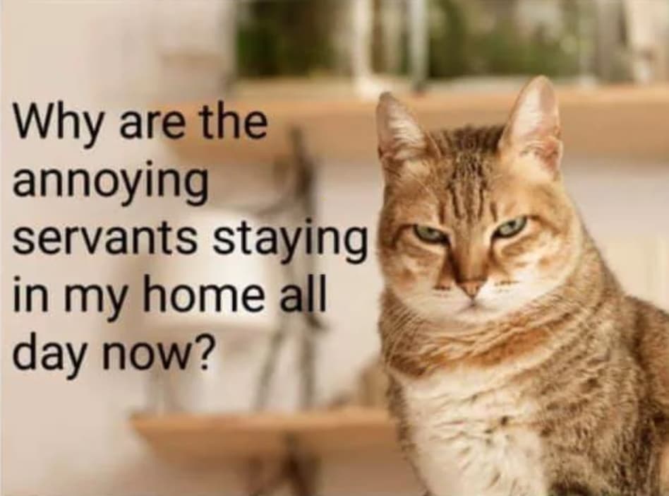 28 Random Cat Memes That May Provide The Perfect Distraction We All ...