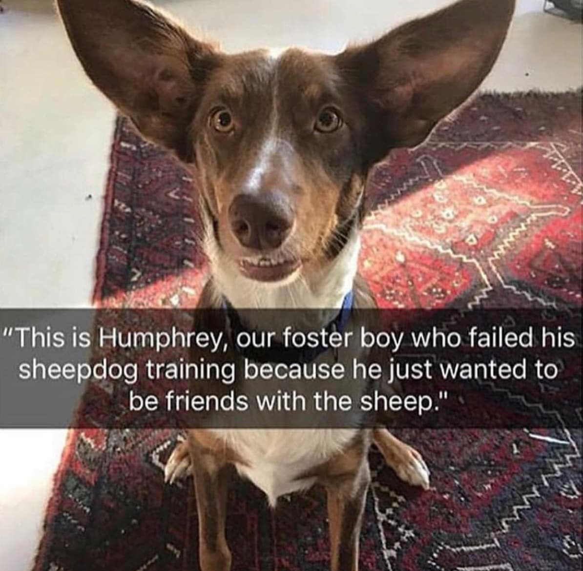 26 Funny Memes That Prove Dogs Are Better Than People