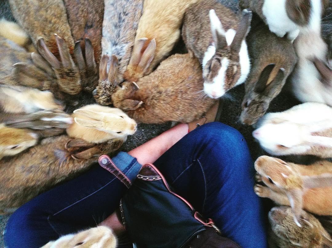 Japan’s Rabbit Island: The Dark History, Mystery, And Tragic Truth