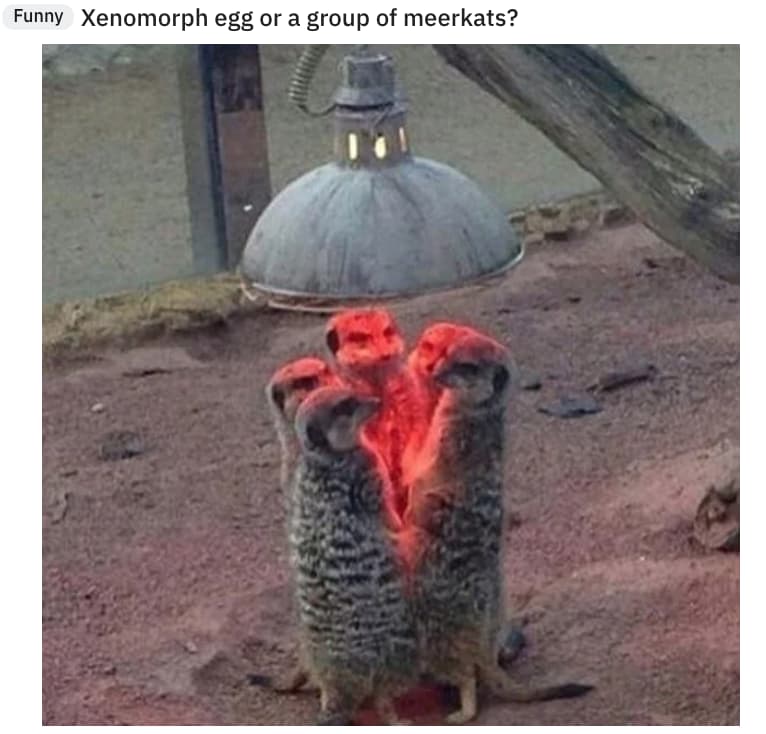 24 Memes About The 'Alien' Franchise That Had Laughter Bursting Out Of ...