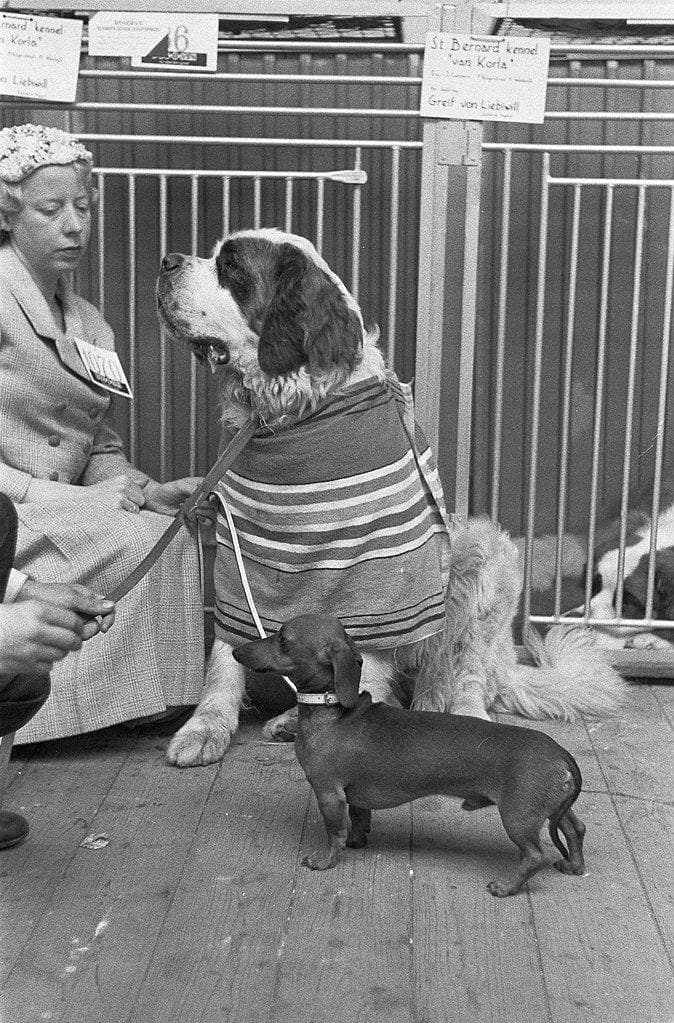 The Proudest And Most Sophisticated History Dogs We Could Find On The ...