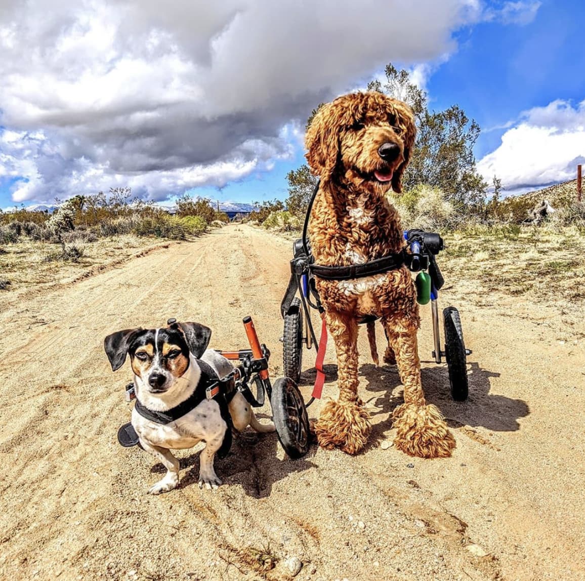 20 Photos Of Dogs With Wheels That Will Roll Straight Into Your Heart