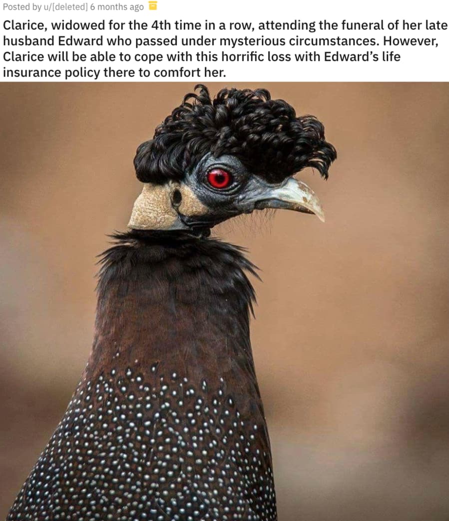 This Subreddit Gives Short Backstories To Fabulous Birds That Look Like ...