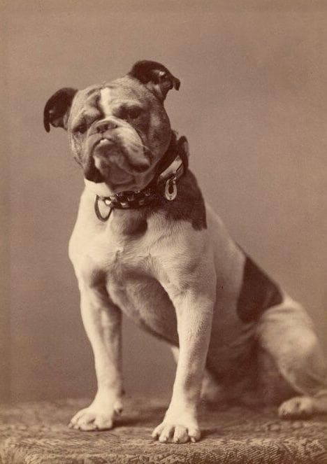 19 Fascinating Photos Of What Dog Breeds Used To Look Like