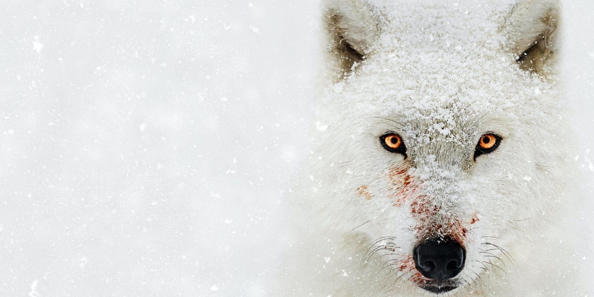 Cute (And Educational) Disney+ Animal Shows And Documentaries