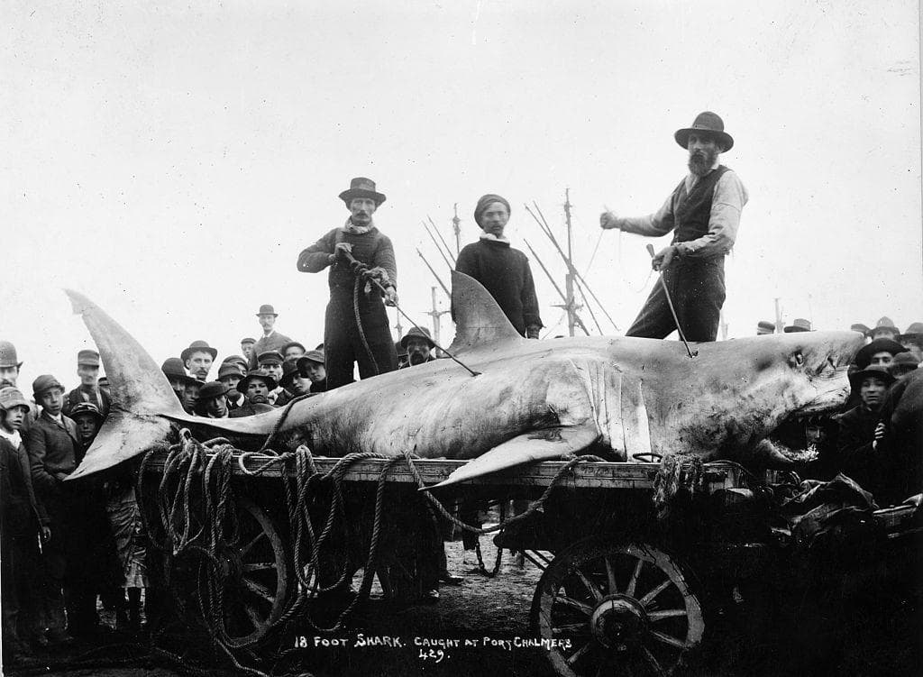 20+ Fascinating Photos Of Historical Fishermen With Their Big Catches