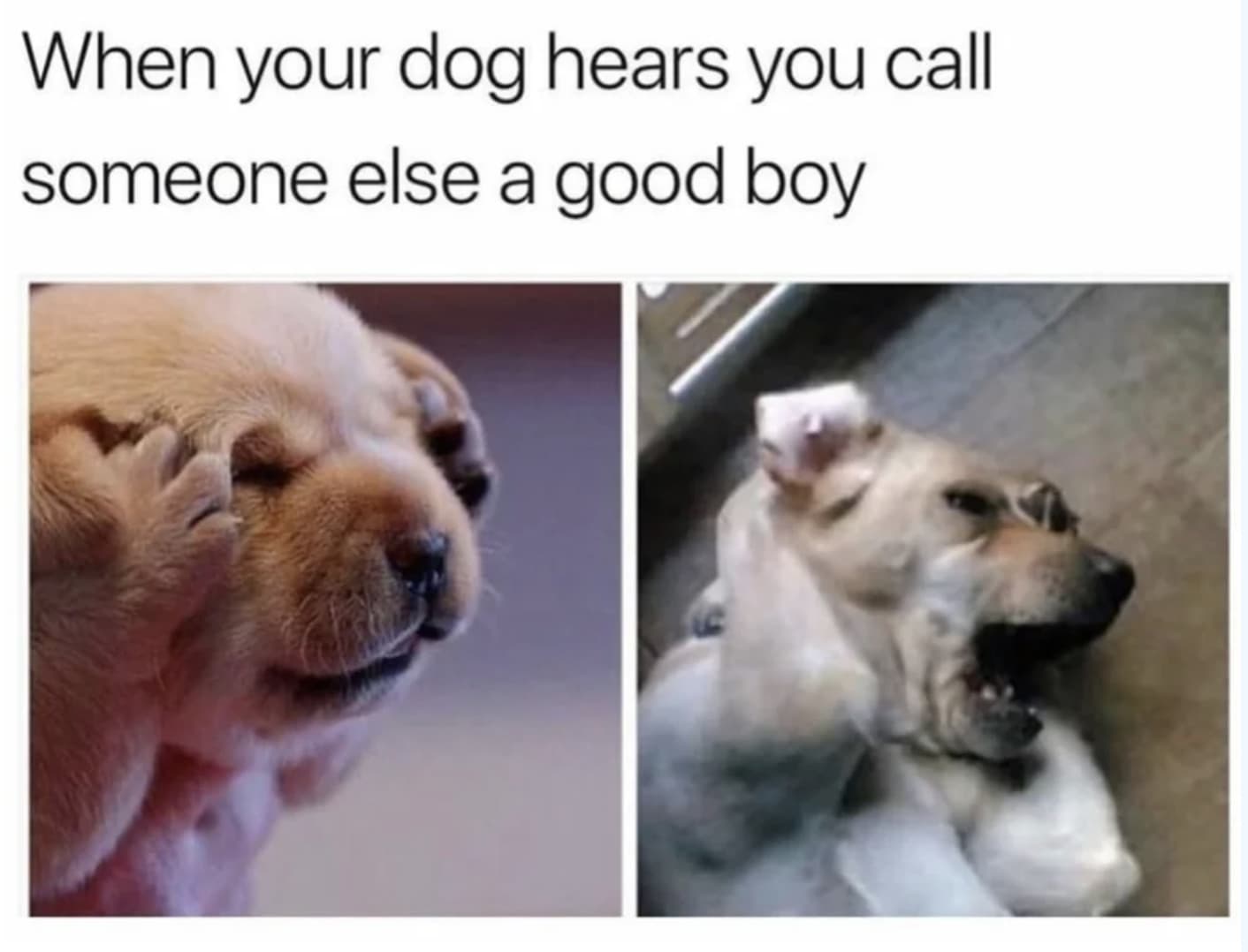 25 Hilarious Memes About Hurting Your Pet's Feelings
