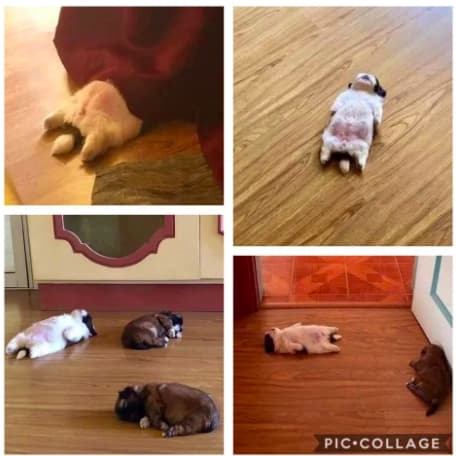 Photos Of Animals "Splooting" That Prove Its The Cutest Position In The ...